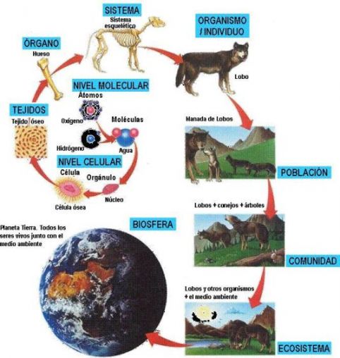 APRENDEMOS SOBRE ECOSISTEMAS: NIVELES DE ORGANIZACIÓN DE LA ECOLOGÍA