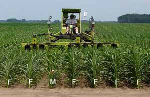 All About Corn: Corn Detasseling