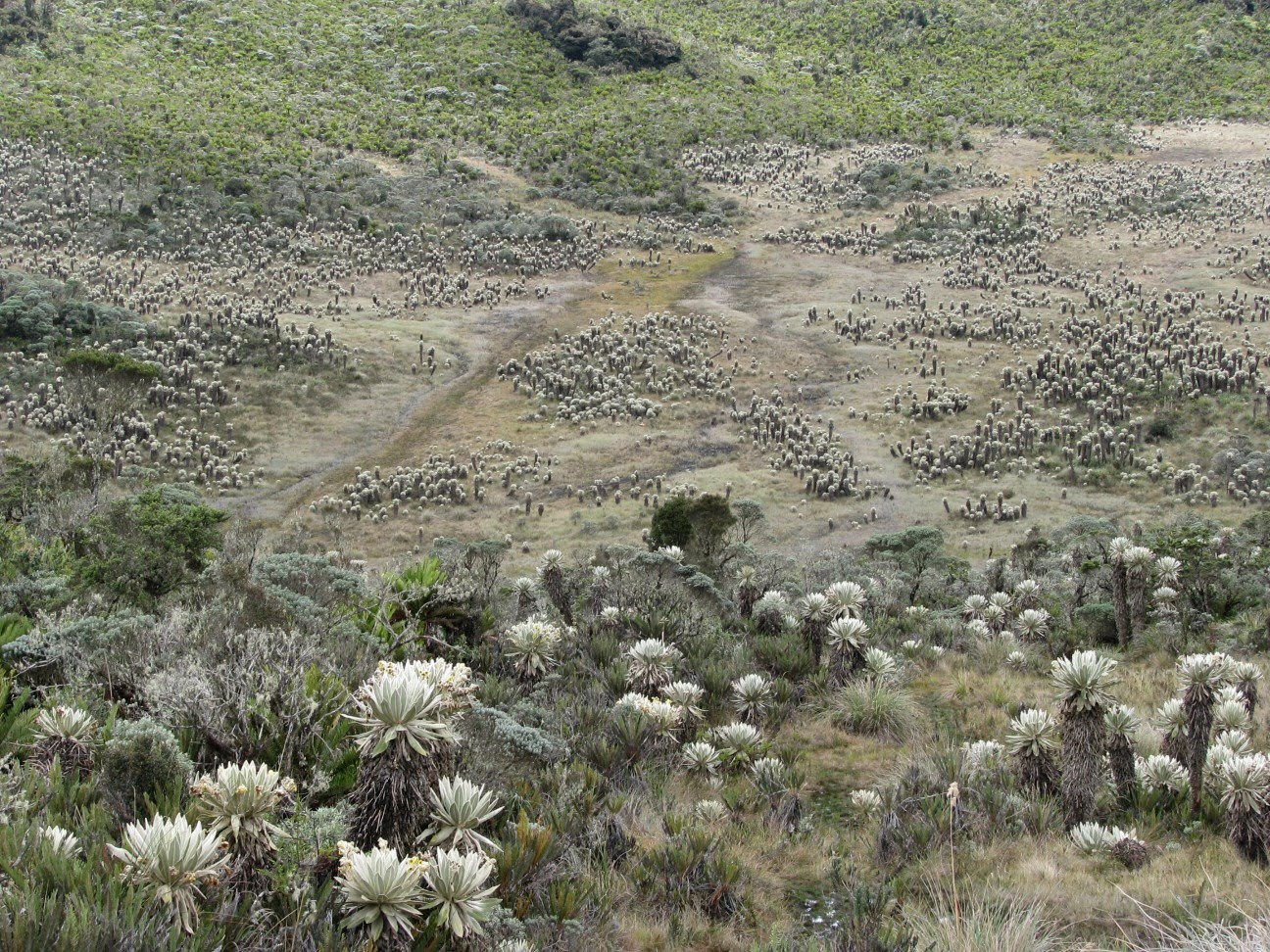 parque chingaza: FAUNA Y FLORA