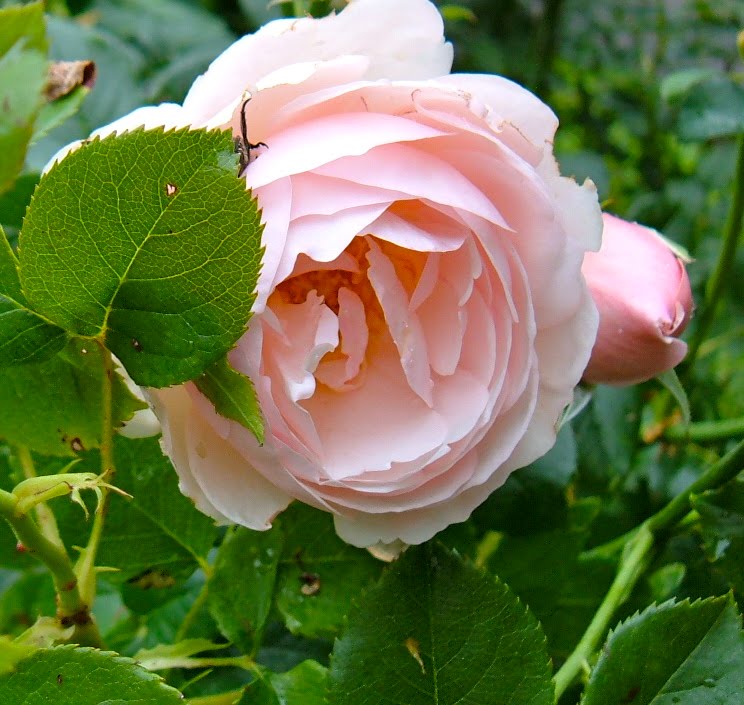 Wednesday's Child: A Thousand Thorns For Every Perfect Rose