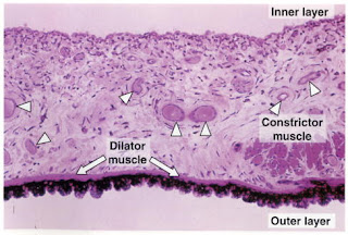 Greg Dale's histology blog: The Iris: Introduction