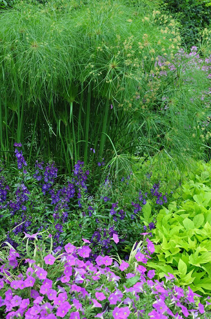 Three Dogs in a Garden: A Celebration of Fall Grasses