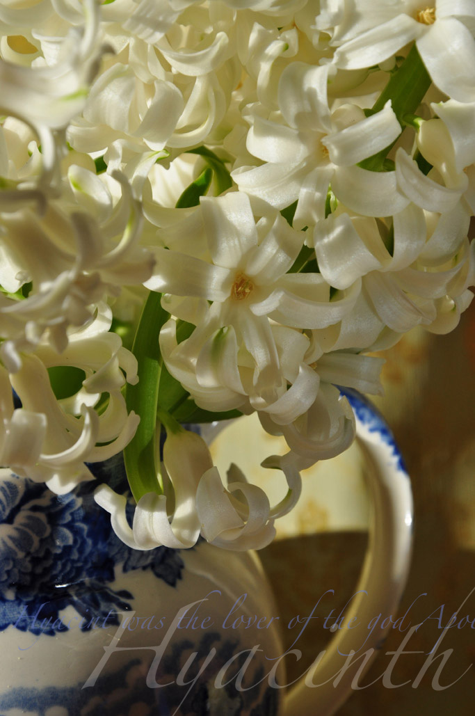 Three Dogs in a Garden: Hyacinth, the Love of the God Apollo