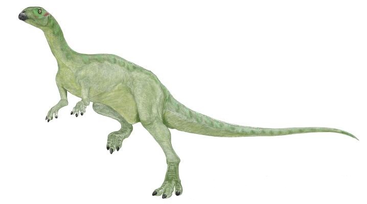 Catálogo Mezozoico: Dryosaurus sp.