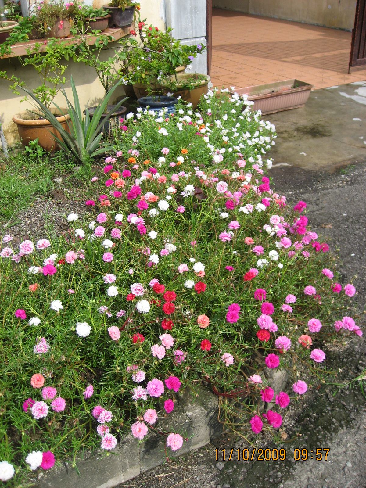 SweetieSaQi: Ros Jepun