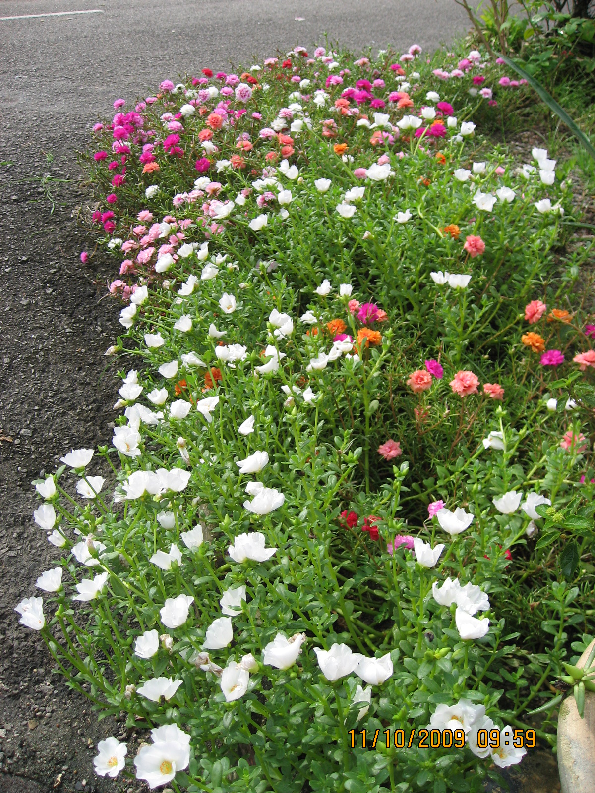 SweetieSaQi: Ros Jepun