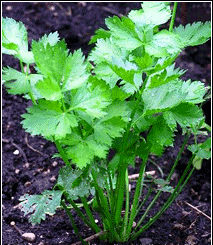 Edukasi tentang Herbal: Manfaat Daun Seledri bagi Kesehatan serta ...