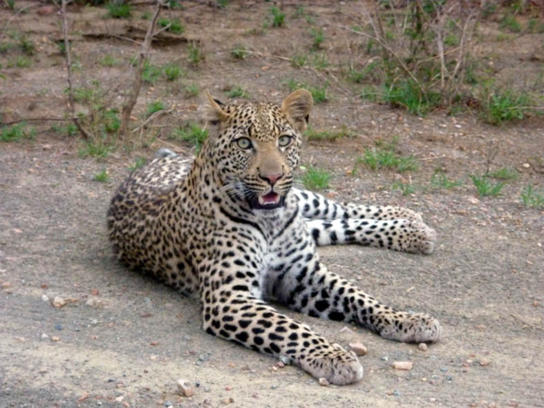 In the Wilderness of South Africa's Most Amazing National Park: Python ...
