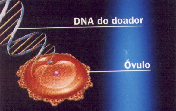 HEALTHYLOG: Diferença entre clonagem terapêutica e clonagem reprodutiva