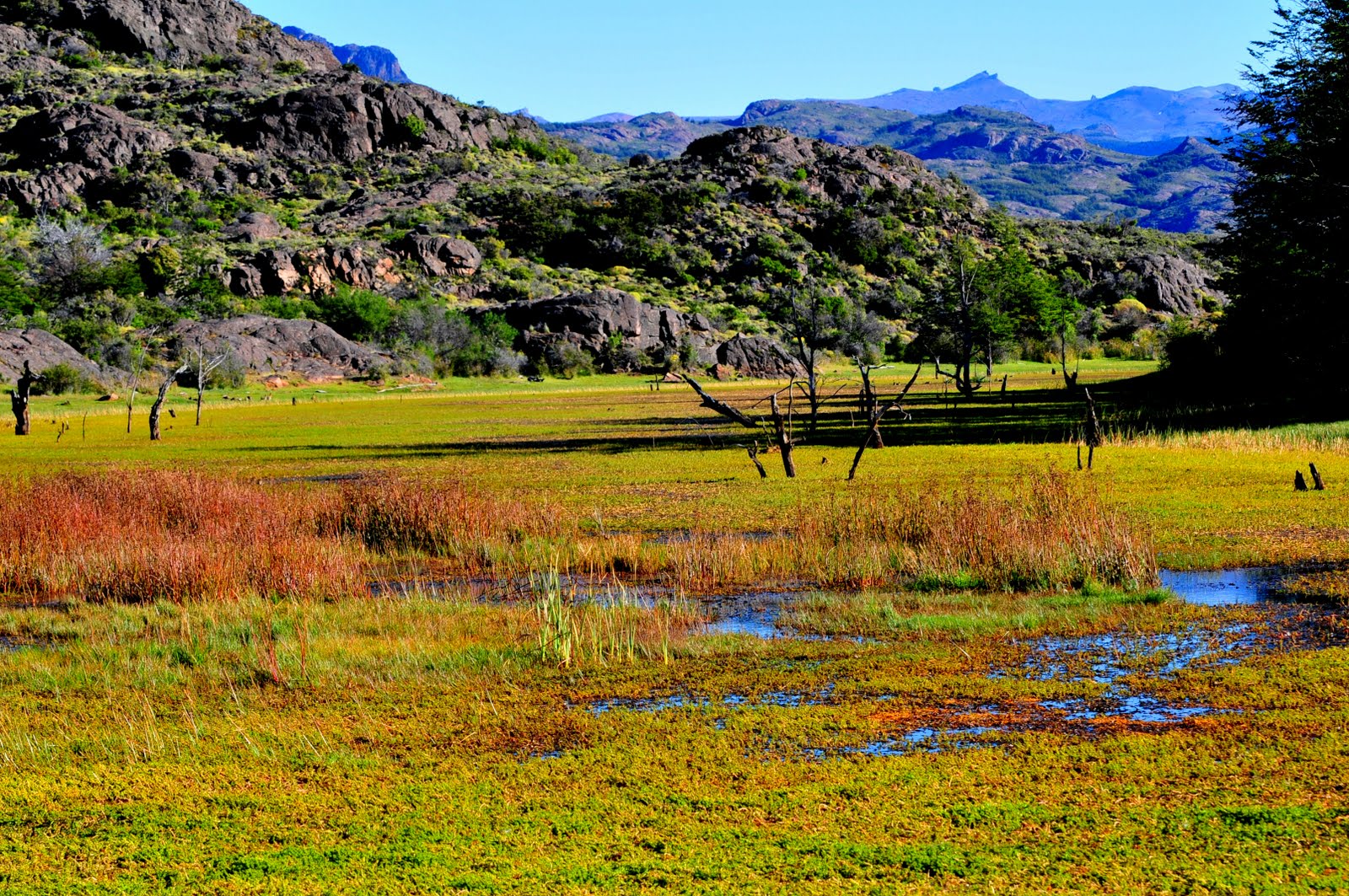 PATAGONIA EN ROJO: MALLIN EN OTOÑO