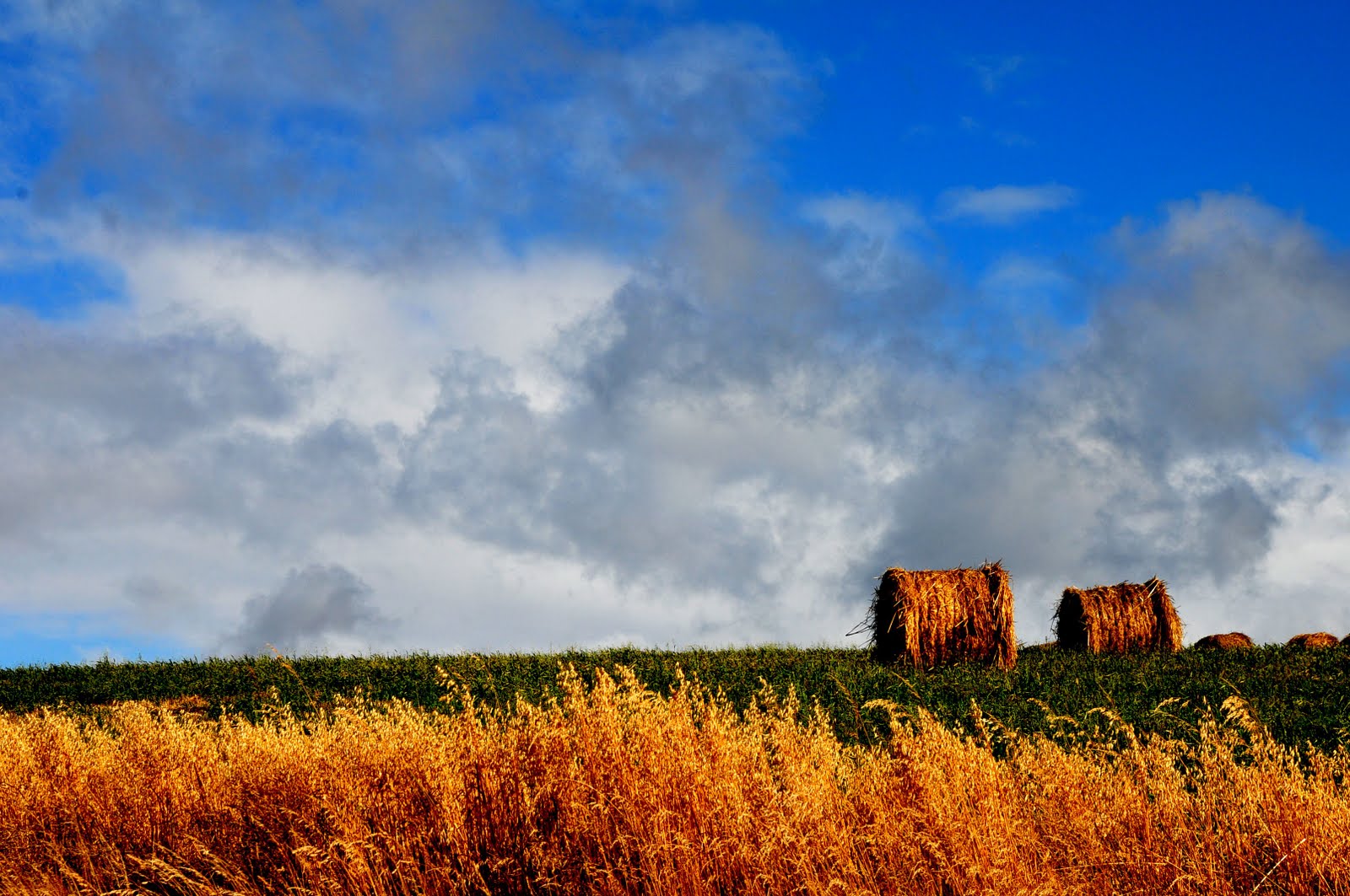 PATAGONIA EN ROJO: OVILLOS DE PASTO-6