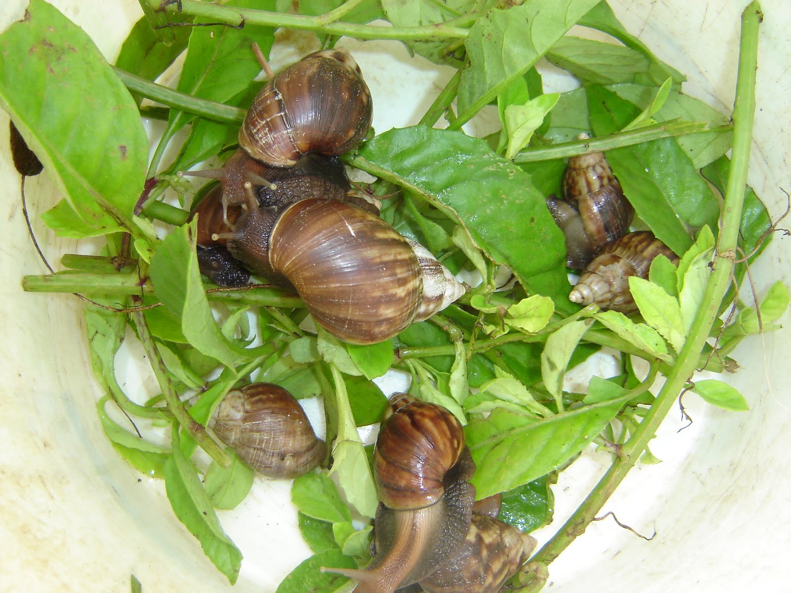 Honey From Rock: Eat Local - Snails