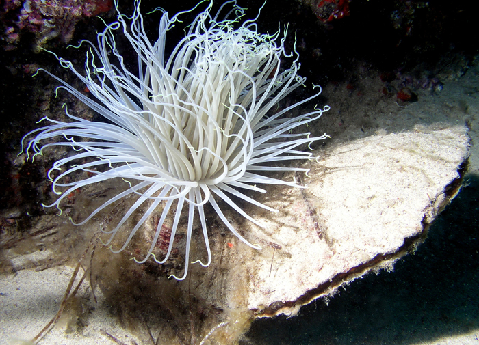 Antonio Macarro Herrero