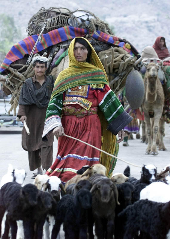 Kuchi Voice - دکوچيانوغږ: Hard Times for Afghanistan's Kuchi Nomads