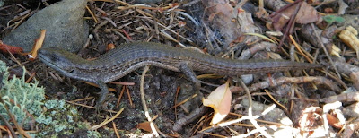 nature geek northwest: Northern alligator lizard, Russell Island