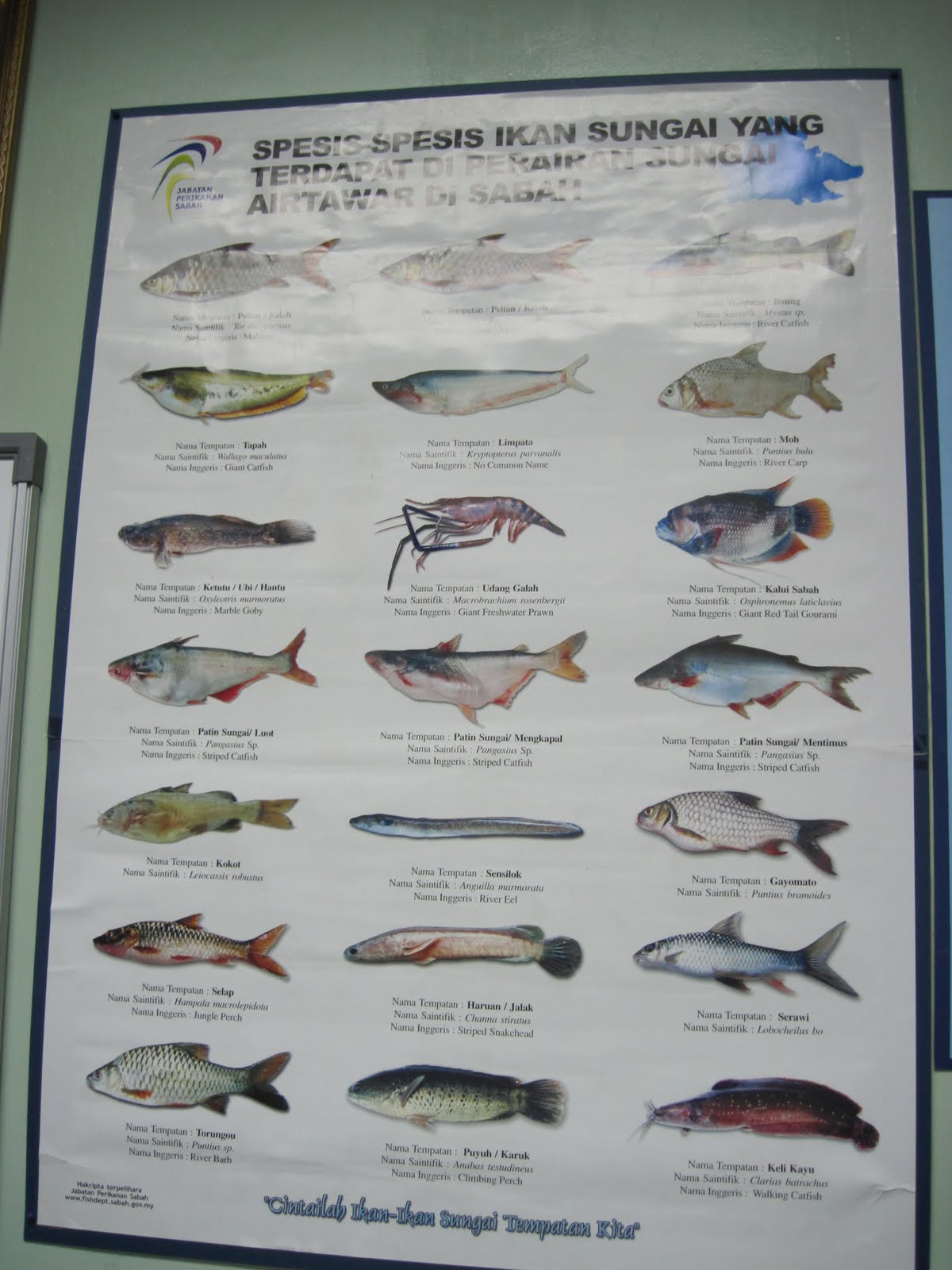 TROPICAL BORNEO HERBS: BORNEO FRESHWATER FISH