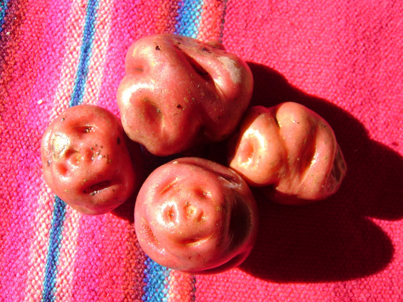 ¡JALLALLA LINGÜÍSTICA UPEA!: VARIEDADES DE PAPA EN AYMARA