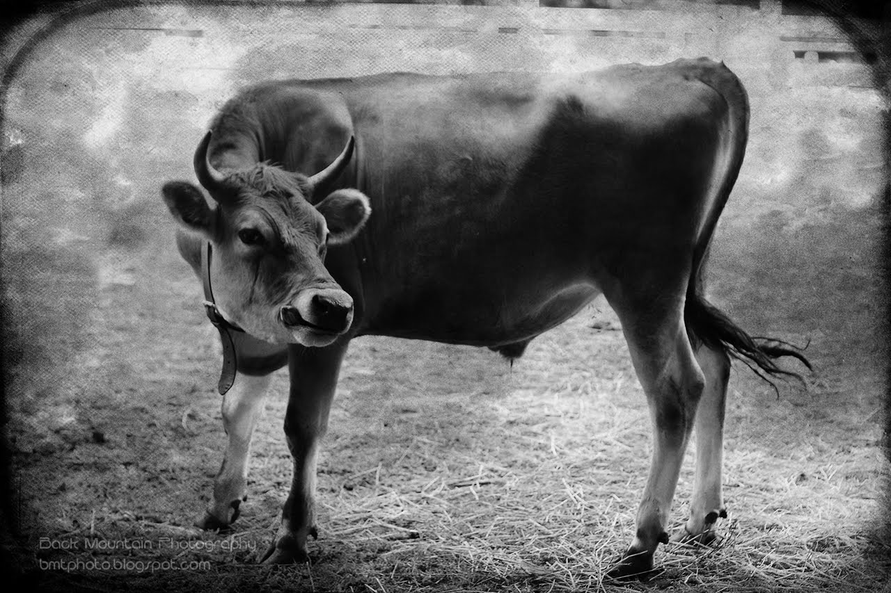 Back Mountain Photography: Young Bull