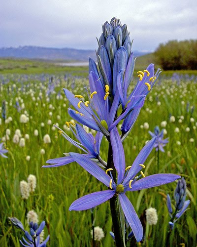 Idaho Sarah: Wildflowers