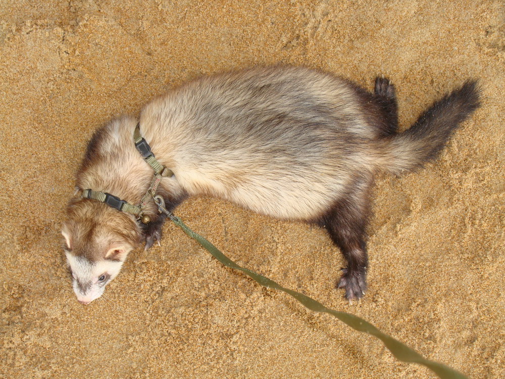 M.A.M.B.A.N.G. U.L.T.R.A.: Of Ferrets and Death