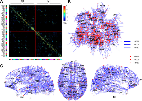 FLOLO: The Connectome