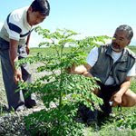Malunggay(Moringa), the miracle vegetable | Moringa Oleifera "Tree with ...