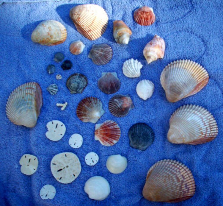 Gary and Delys RV Travels: Mexico Beach Shells