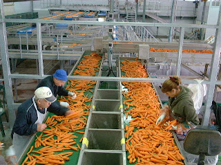 Elana Mayerfeld, architect: Carrot Packing Factory