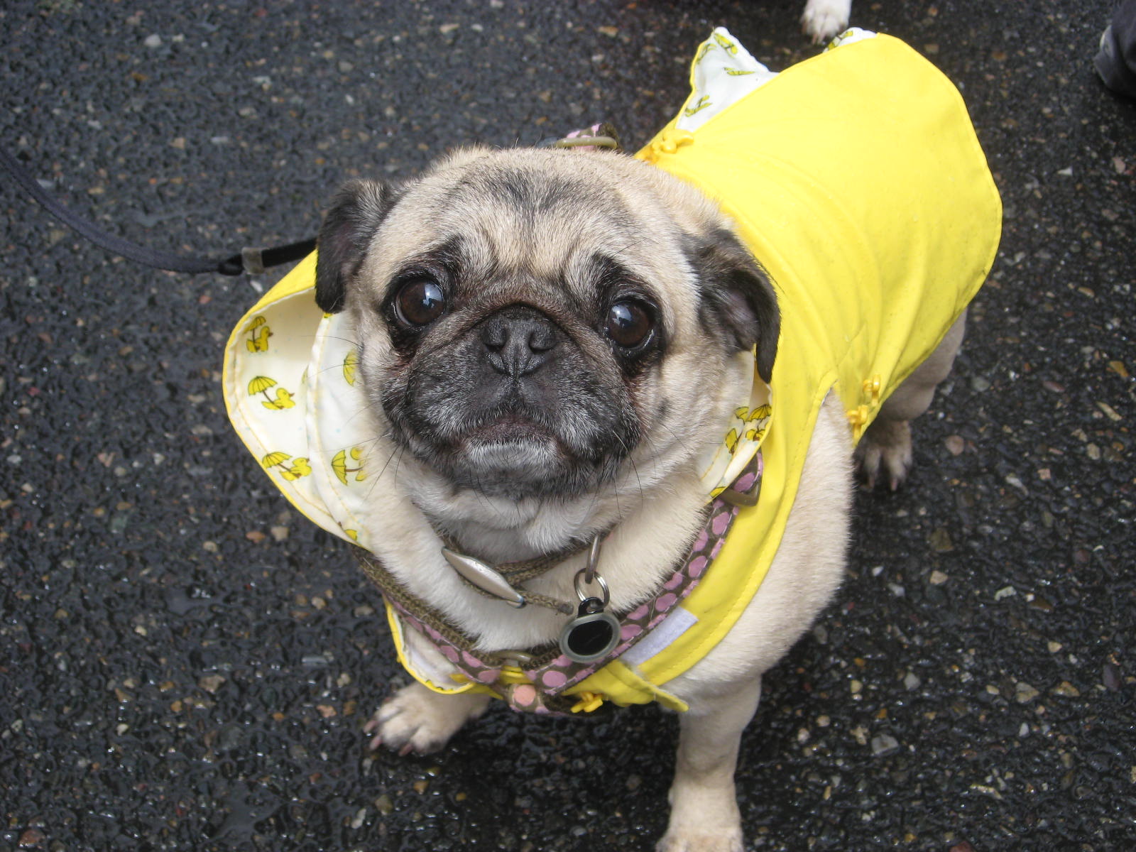 Pugs and Lilacs: Pug Crawl Part I