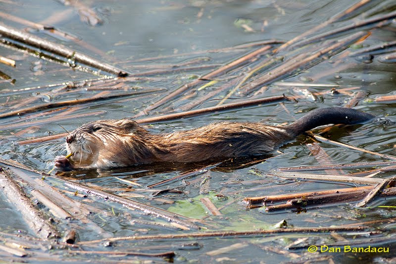 Dan din Delta Dunării: CODALBUL - THE WHITE-TAILLED EAGLE - Haliaeetus ...