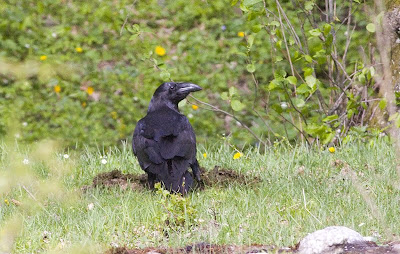 Dan din Delta Dunării: BARZA NEAGRA