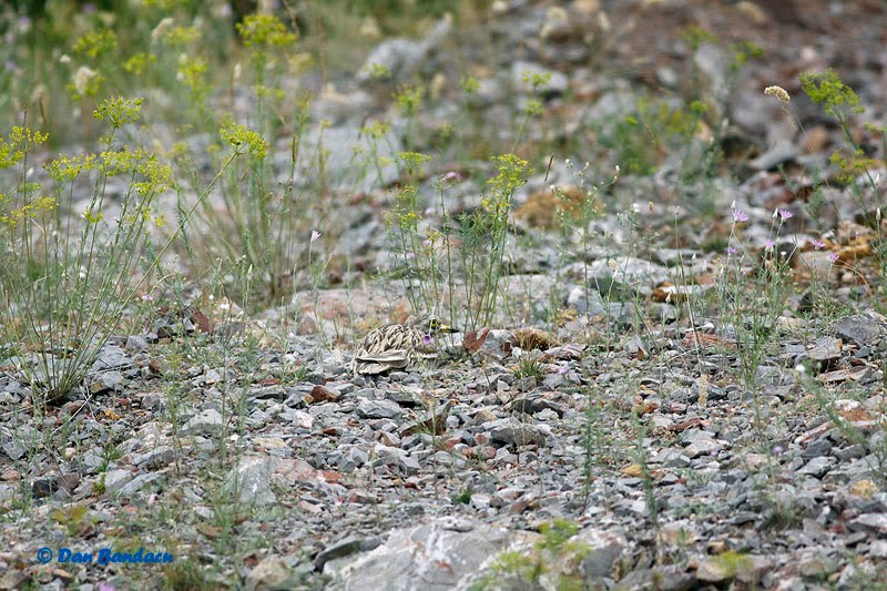 Dan din Delta Dunării: PASAREA OGORULUI SI CARIERA ZEBIL