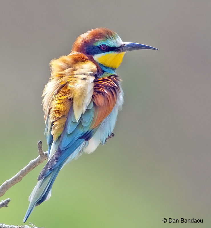 Dan din Delta Dunării: PASAREA OGORULUI SI CARIERA ZEBIL