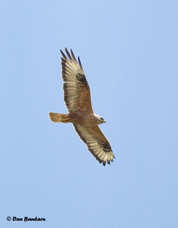 Dan din Delta Dunării: PASAREA OGORULUI SI CARIERA ZEBIL