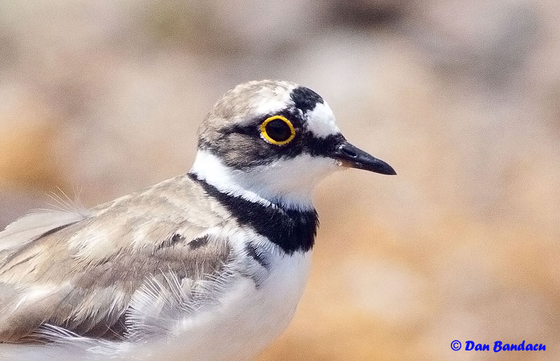 Dan din Delta Dunării: PASAREA OGORULUI SI CARIERA ZEBIL