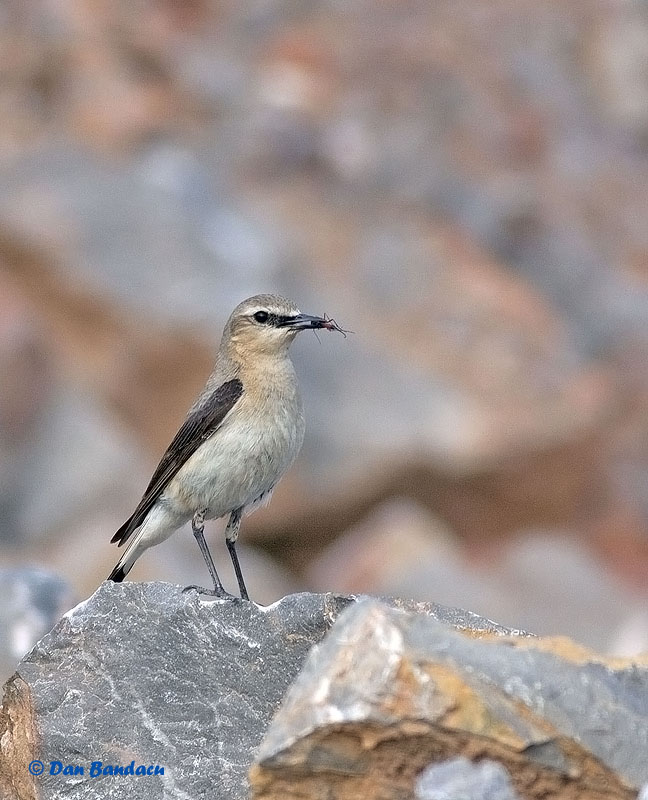 Dan din Delta Dunării: PASAREA OGORULUI SI CARIERA ZEBIL