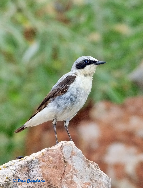 Dan din Delta Dunării: PASAREA OGORULUI SI CARIERA ZEBIL