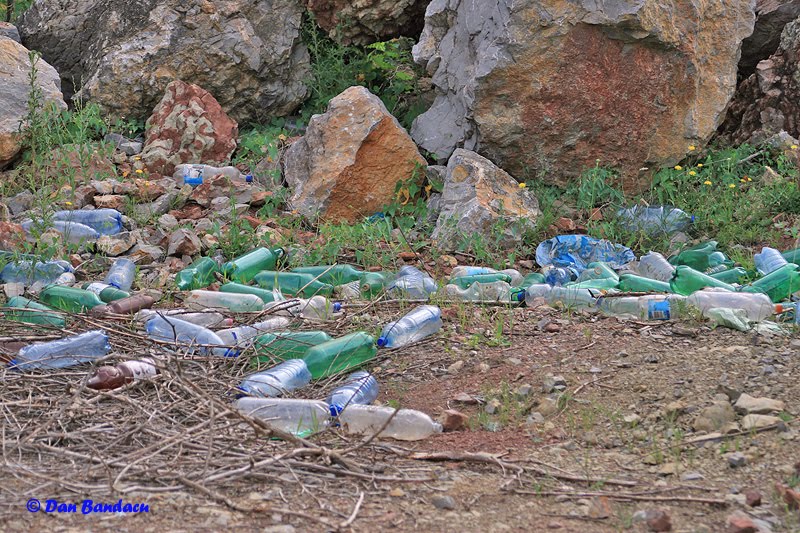 Dan din Delta Dunării: PASAREA OGORULUI SI CARIERA ZEBIL