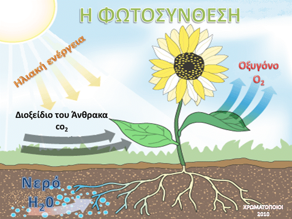 ΧΡΩΜΑΤΟΠΟΙΟΙ: ΦΩΤΟΣΥΝΘΕΣΗ