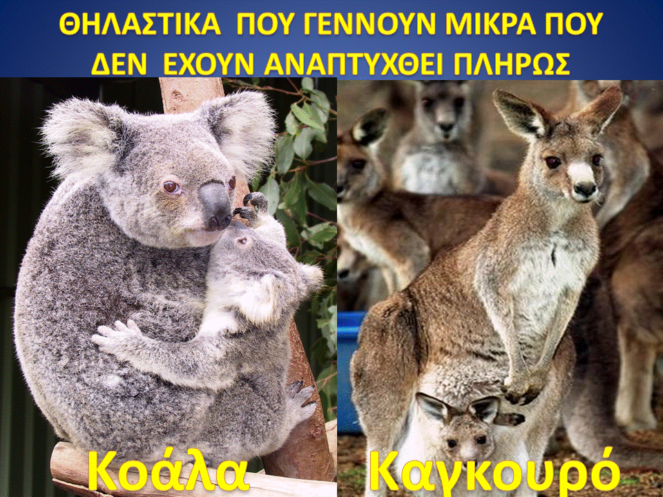 ΧΡΩΜΑΤΟΠΟΙΟΙ: ΘΗΛΑΣΤΙΚΑ