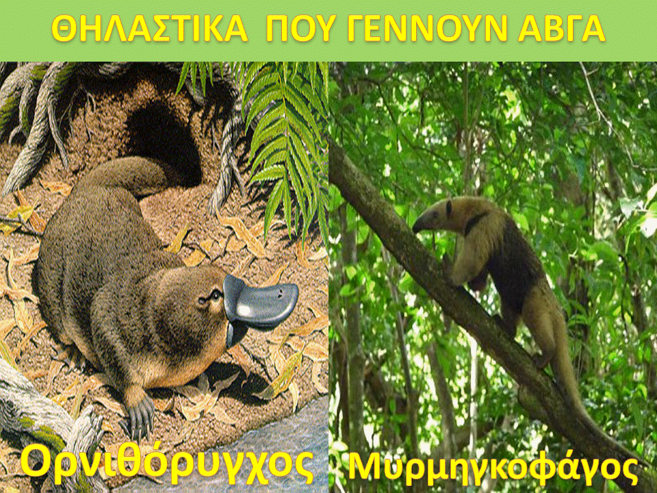 ΧΡΩΜΑΤΟΠΟΙΟΙ: ΘΗΛΑΣΤΙΚΑ