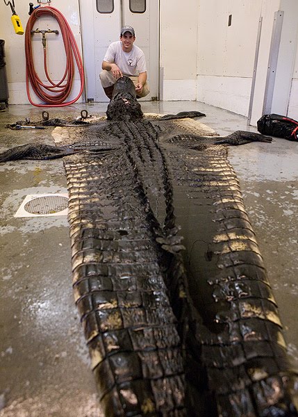 Cordray's: Alligator Season starts September 11th!