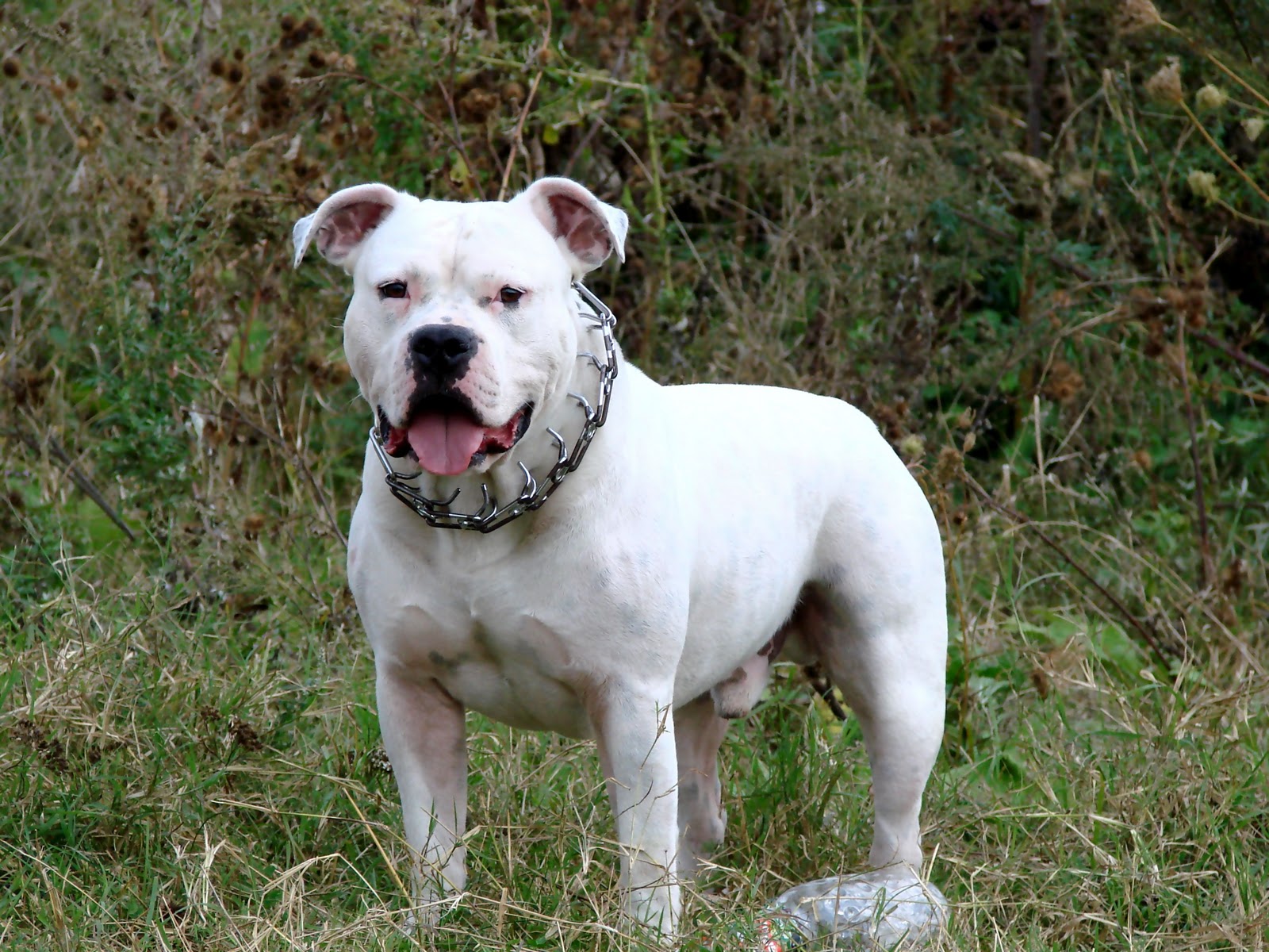 about the white 'staff: laughing amstaff