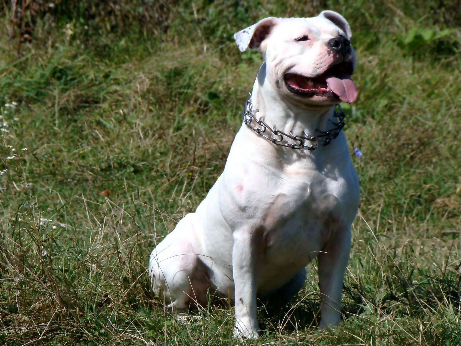 about the white 'staff: laughing amstaff