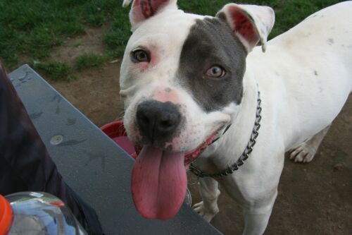 Shelter Link: The Truth About Pitbulls...