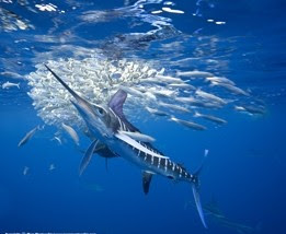 Pesca del Marlin en El Salvador: Tipos de peces marlín