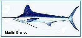 Pesca del Marlin en El Salvador