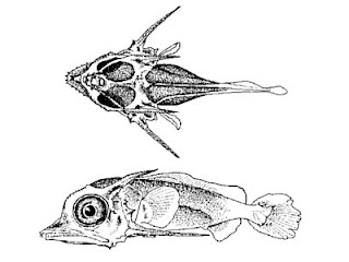 Pesca del Marlin en El Salvador: Época de reproducción del Marlín