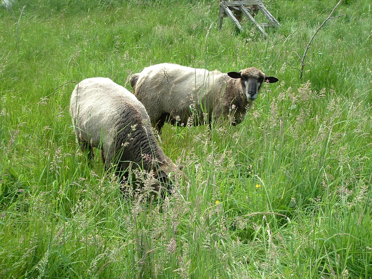 Sheep, Spinach and Strawberries: Sheep in the Orchard