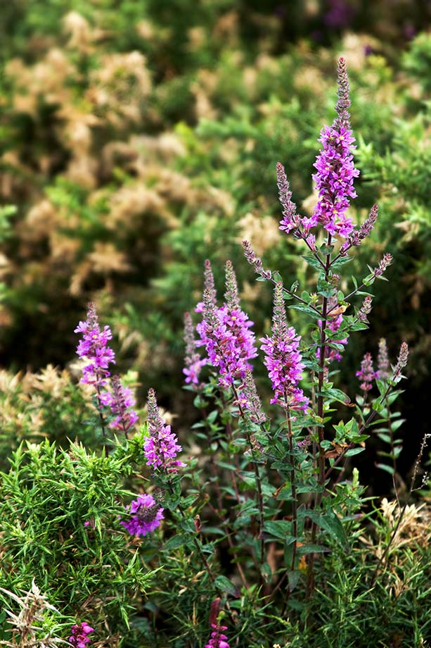 MIS VISTAS DEL MUNDO: Flores playeras
